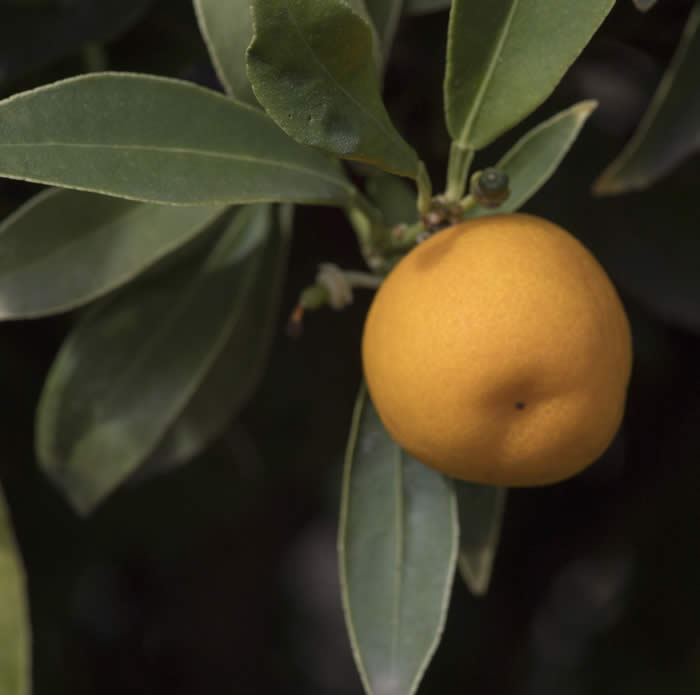 Fortunella polyandra | Givaudan Citrus Variety Collection at UCR
