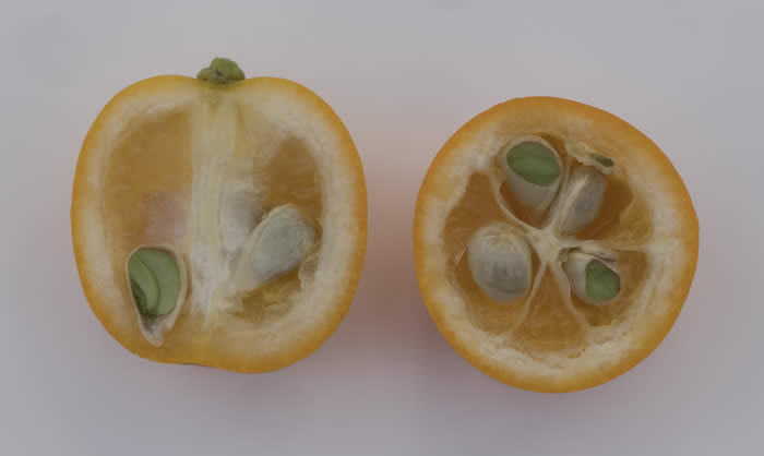 Fortunella polyandra | Givaudan Citrus Variety Collection at UCR