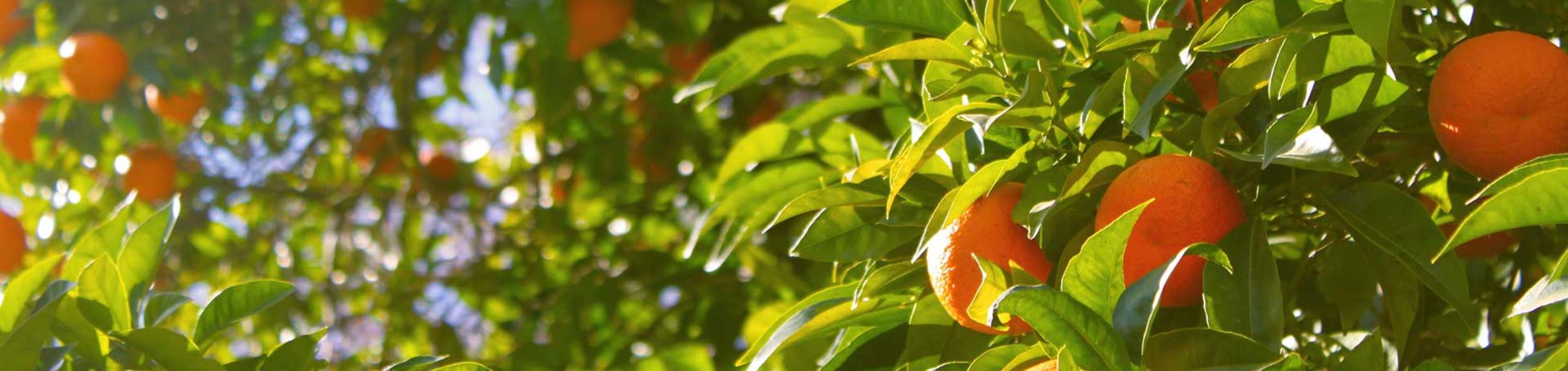 Mandarins and their hybrids | Givaudan Citrus Variety Collection at UCR