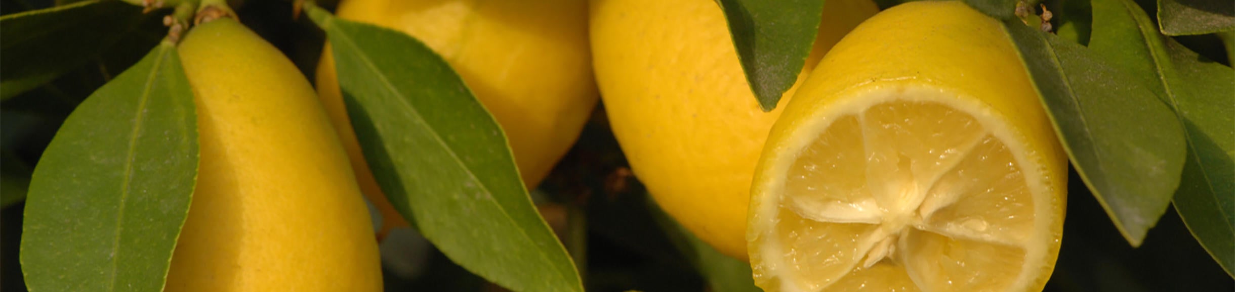 Lemons and their hybrids | Givaudan Citrus Variety Collection at UCR
