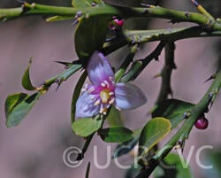 Microcitrus australasica CRC3672001 | Givaudan Citrus Variety ...