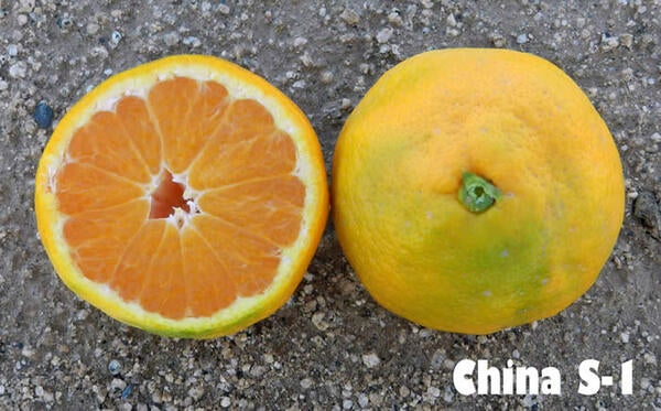 China S-1 Satsuma mandarin CRC4158003 | Givaudan Citrus Variety ...