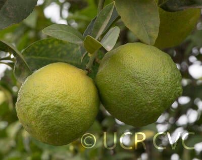 Bakrai mandarin x limetta hybrid CRC3776007 | Givaudan Citrus Variety ...