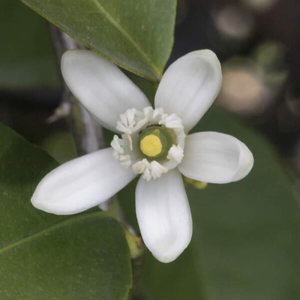 Bearss lime CRC3772012 | Givaudan Citrus Variety Collection at UCR