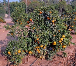 China S-3 Satsuma mandarin CRC4115003 | Givaudan Citrus Variety ...