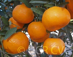 Imperial mandarin 006 | Givaudan Citrus Variety Collection at UCR