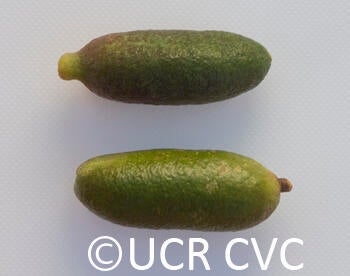Microcitrus australasica CRC3670011 | Givaudan Citrus Variety ...