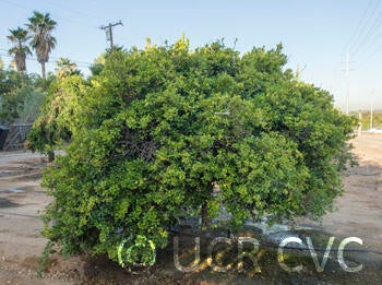 Microcitrus australasica CRC3663001 | Givaudan Citrus Variety ...