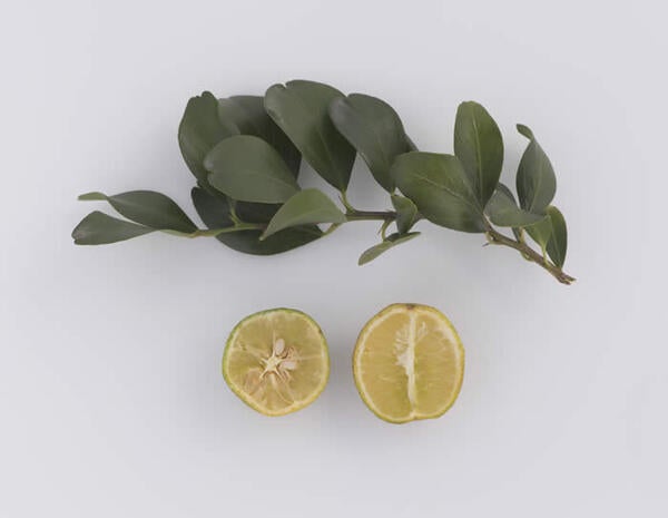 Microcitrus australasica CRC3663004 | Givaudan Citrus Variety ...