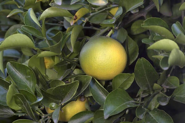 Yuma citrange CRC3205005 | Givaudan Citrus Variety Collection at UCR