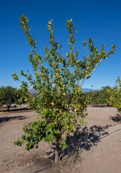 adamopoulou_lemon_crc_4247_001.jpg | Givaudan Citrus Variety Collection ...