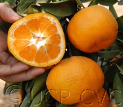 Aoshima Satsuma mandarin crc40660006 | Givaudan Citrus Variety ...