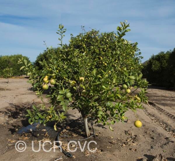 citrus_excelsa_papeda_hybrid_crc_2316_001.jpg | Givaudan Citrus Variety ...