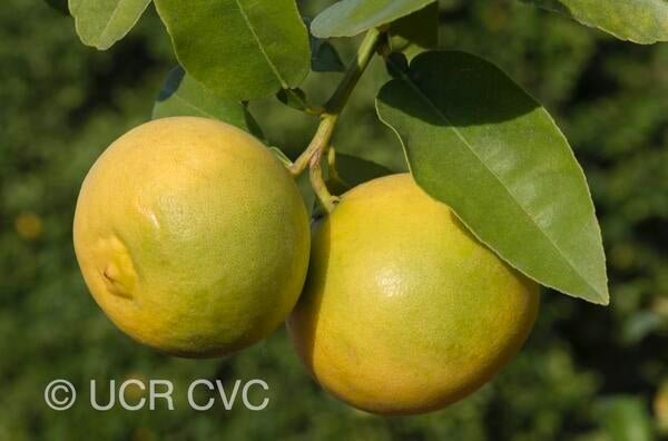 citrus_excelsa_papeda_hybrid_crc_2316_005.jpg | Givaudan Citrus Variety ...