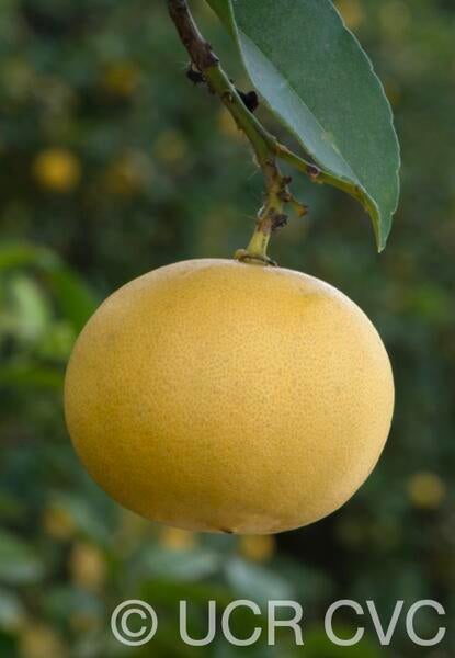 citrus_excelsa_papeda_hybrid_crc_2892_007.jpg | Givaudan Citrus Variety ...