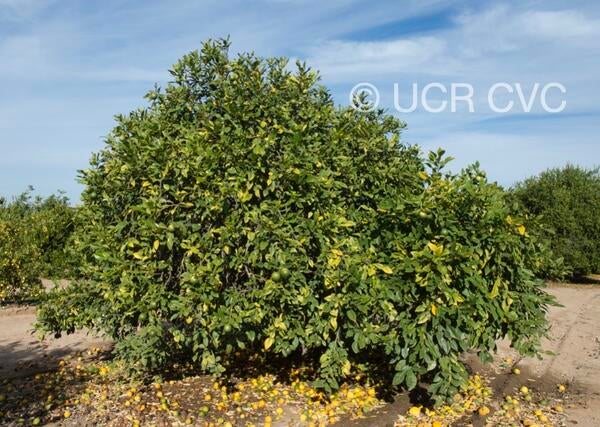 citrus_hystrix_cabuyao_crc_432_002.jpg | Givaudan Citrus Variety ...