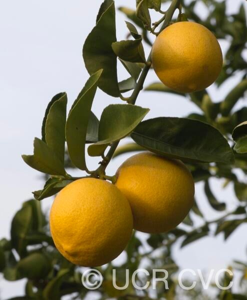 citrus_limettoides_sweet_lime_crc_921_010.jpg | Givaudan Citrus Variety ...