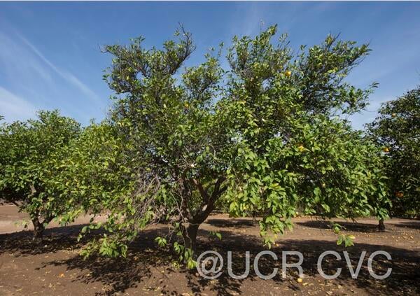 citrus_pennivesiculata_crc_2434_006.jpg | Givaudan Citrus Variety ...