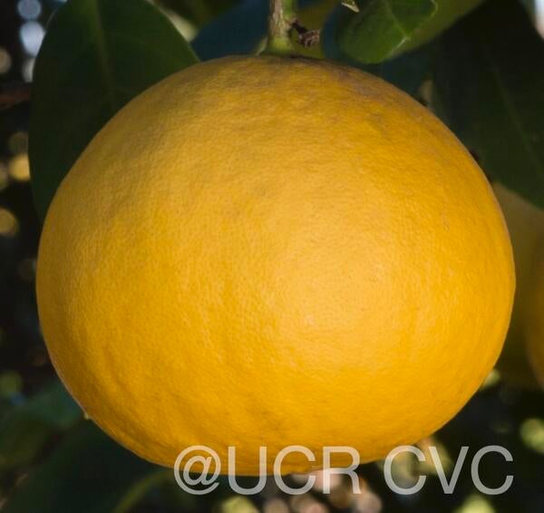 citrus_pennivesiculata_crc_2434_012.jpg | Givaudan Citrus Variety ...