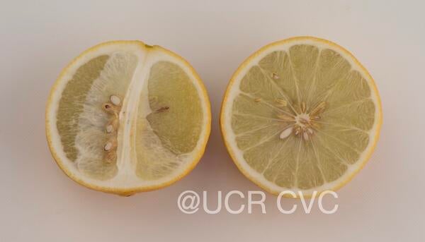 citrus_pennivesiculata_crc_2434_013.jpg | Givaudan Citrus Variety ...