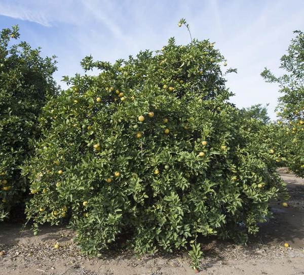 citrusexcelsapapedahybridcrc3765002.jpg | Givaudan Citrus Variety ...