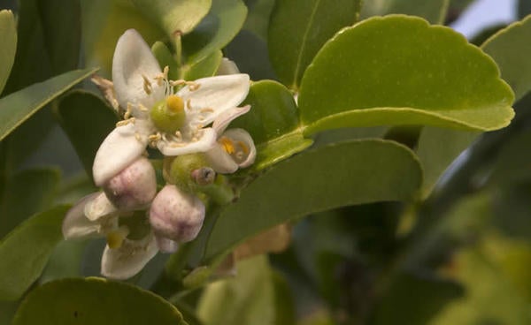 citrushystrixcrc3103004.jpg | Givaudan Citrus Variety Collection at UCR