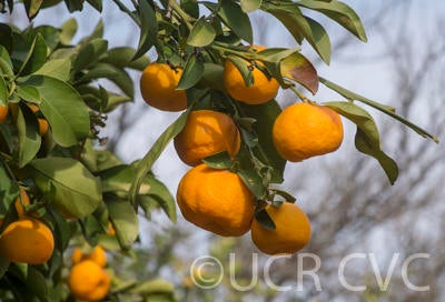 citruskerajimandarincrc3144004.jpg | Givaudan Citrus Variety Collection ...