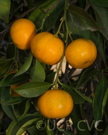citrusleiocarpamandarincrc3147004.jpg | Givaudan Citrus Variety ...