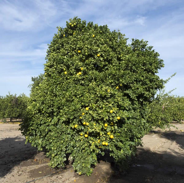 Citrus longispina Wester Winged Lime crc2320002.jpg | Givaudan Citrus ...