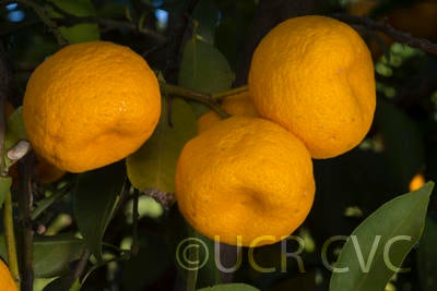 citrusnippokoreanamandarincrc3228004.jpg | Givaudan Citrus Variety ...