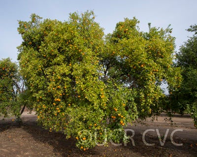 citrusreticulatamandarincrc3239001.jpg | Givaudan Citrus Variety ...