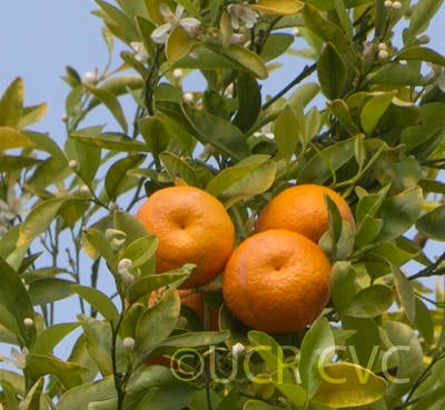 citrusreticulatamandarincrc3239005.jpg | Givaudan Citrus Variety ...