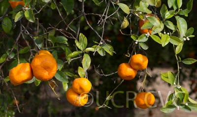 citrusreticulatamandarincrc3239012.jpg | Givaudan Citrus Variety ...