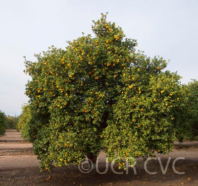 citrustachibanamandarincrc3158003.jpg | Givaudan Citrus Variety ...
