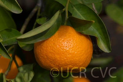 citrusyatsushiromandarincrc3466006.jpg | Givaudan Citrus Variety ...