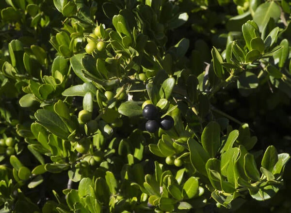 crc1497_004.jpg | Givaudan Citrus Variety Collection at UCR