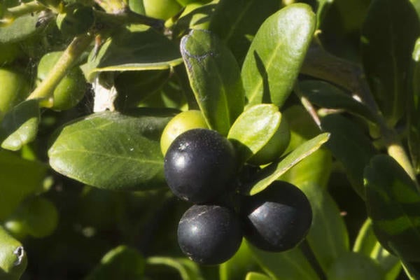 crc1497_006 | Givaudan Citrus Variety Collection at UCR