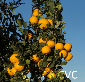 crc2325_003 | Givaudan Citrus Variety Collection at UCR