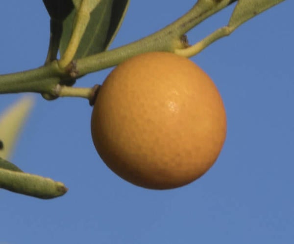 crc3237_005 | Givaudan Citrus Variety Collection at UCR