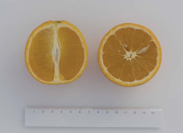 crc3754_003 | Givaudan Citrus Variety Collection at UCR
