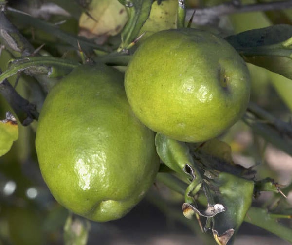 crc3784_001 | Givaudan Citrus Variety Collection at UCR