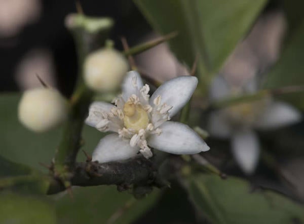 crc3784_005 | Givaudan Citrus Variety Collection at UCR