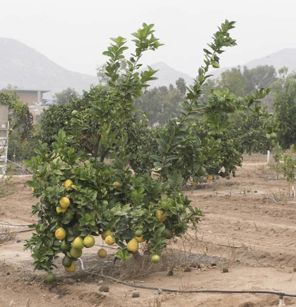 crc4211_005 | Givaudan Citrus Variety Collection at UCR