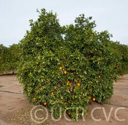 crc_1379_001.jpeg | Givaudan Citrus Variety Collection at UCR
