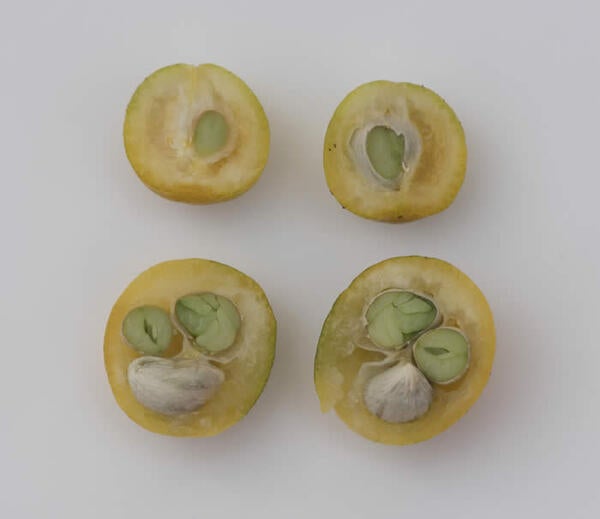 crc_3790_004 | Givaudan Citrus Variety Collection at UCR