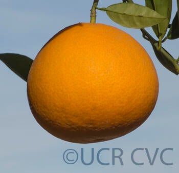 dawnfruit_008.jpeg | Givaudan Citrus Variety Collection at UCR