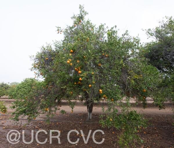 empress_mandarin_crc_3613_002.jpg | Givaudan Citrus Variety Collection ...