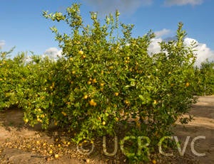 Limonero Fino 49 lemon tree | Givaudan Citrus Variety Collection at UCR