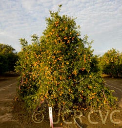 Fortune mandarin 002 | Givaudan Citrus Variety Collection at UCR
