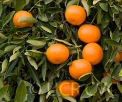 fortune_mandarin_crc_3560_007.jpg | Givaudan Citrus Variety Collection ...